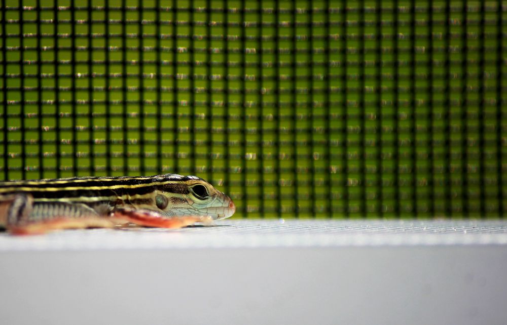 A lizard soaking up the sun. | Smithsonian Photo Contest | Smithsonian ...