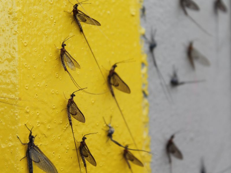 Insects seen on a hotel wall in New Orleans, near the Mississippi River ...