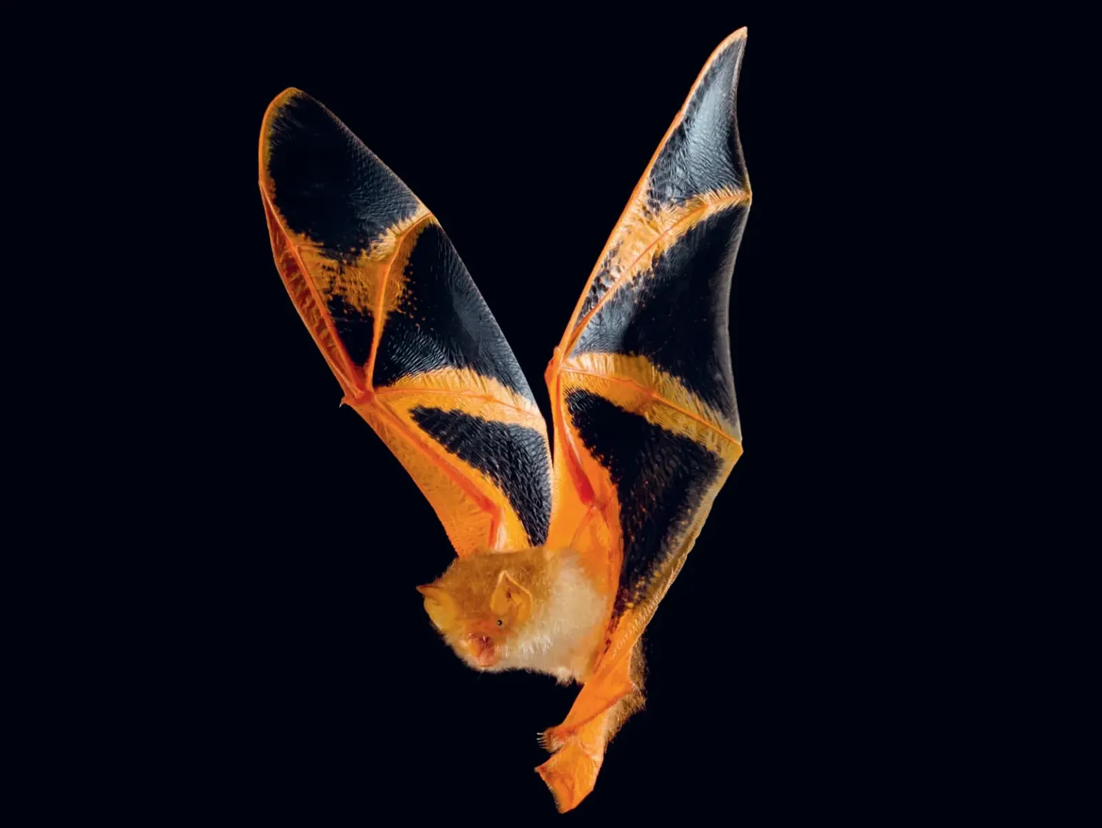 Four Cute Bats to Help You Celebrate Halloween and Bat Week ...