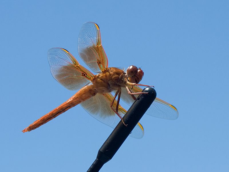 Double Wing Aircraft | Smithsonian Photo Contest | Smithsonian Magazine