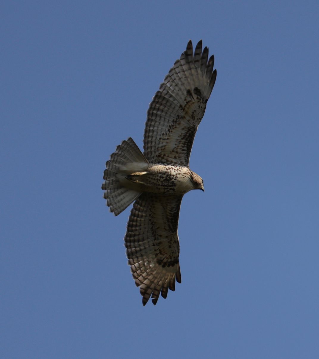 Red Tailed Hawk in Flight | Smithsonian Photo Contest | Smithsonian ...