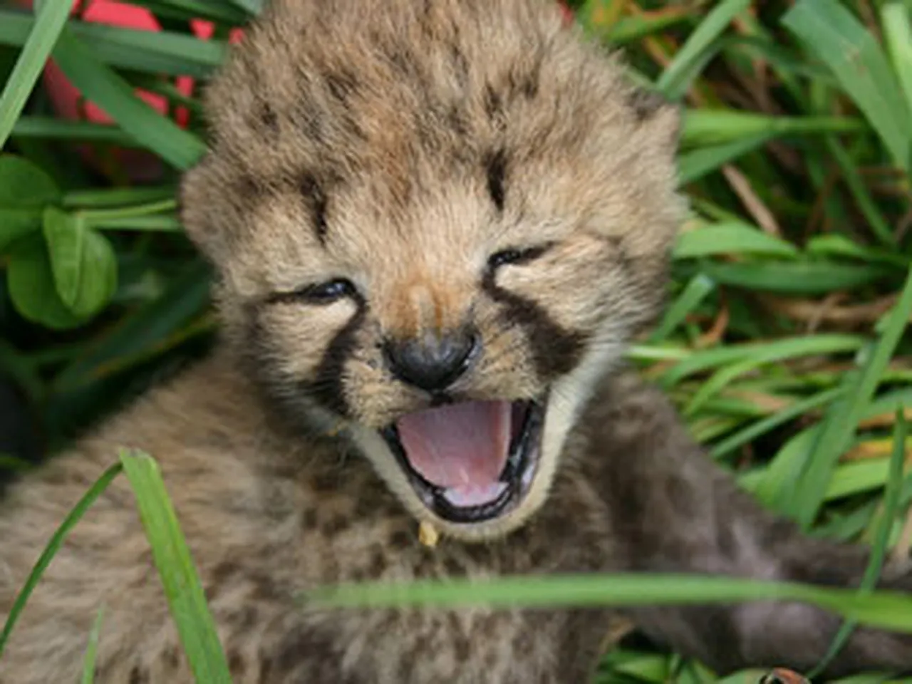 Really Cute Cheetah Cubs