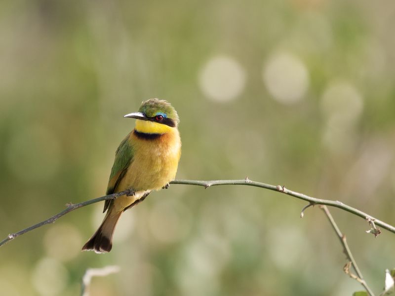The African Bee Eater | Smithsonian Photo Contest | Smithsonian Magazine