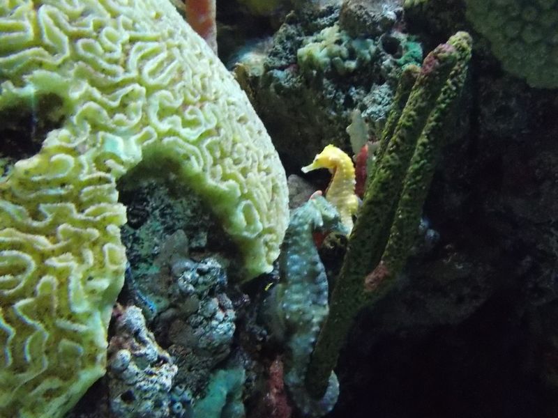 Seahorse in a Coral Reef | Smithsonian Photo Contest | Smithsonian Magazine