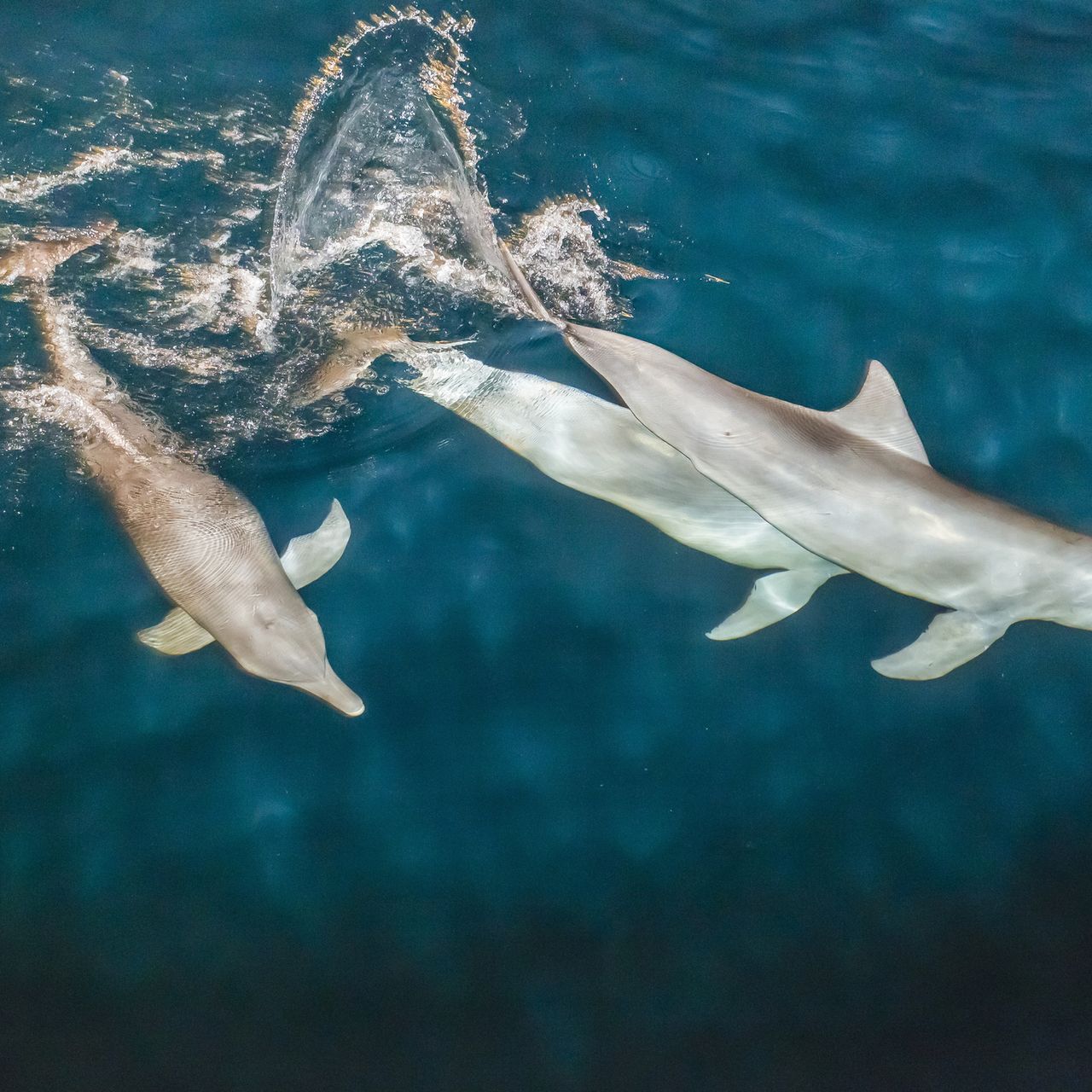 how often do dolphins mate