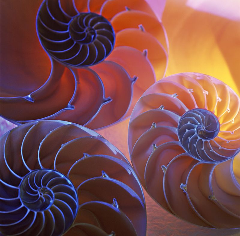 The Science Behind Nature s Patterns 2023 