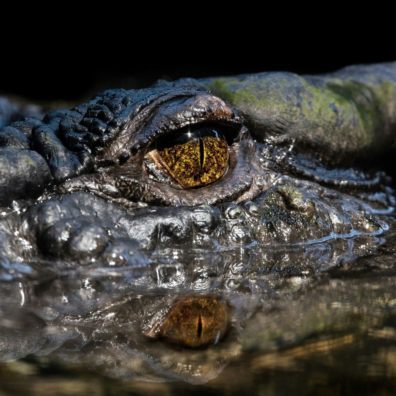 world's largest crocodile