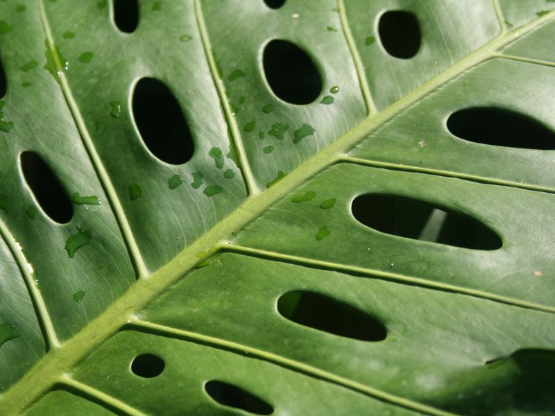 Holey Leaf | Smithsonian Photo Contest | Smithsonian Magazine