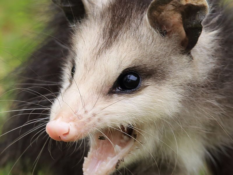 A baby possum sounds off | Smithsonian Photo Contest | Smithsonian Magazine