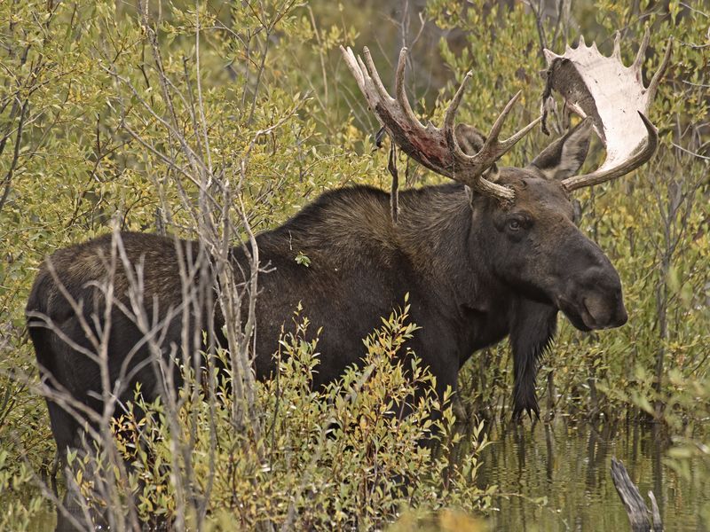 Encounter. Bull Moose losing velvet | Smithsonian Photo Contest ...