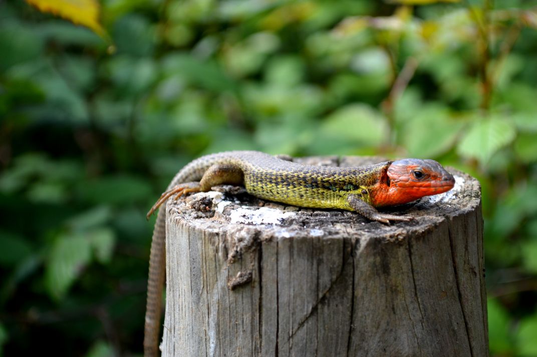 Lizard under the hot portuguese sun | Smithsonian Photo Contest ...