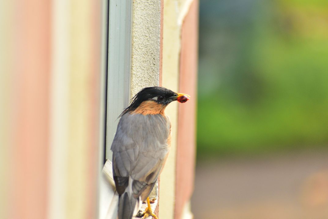 A young brahminy starling eating a newly born vertebrate | Smithsonian ...