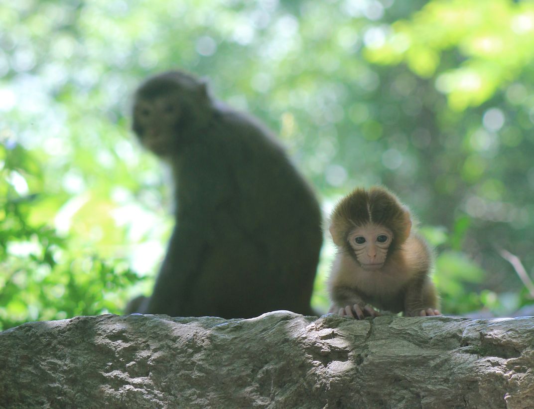 A curious little monkey | Smithsonian Photo Contest | Smithsonian Magazine