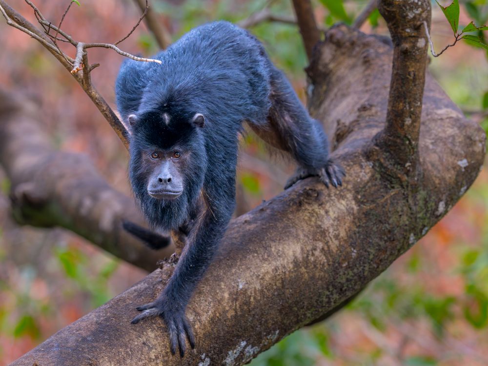 Howler Monkey on a large tree limb | Smithsonian Photo Contest ...