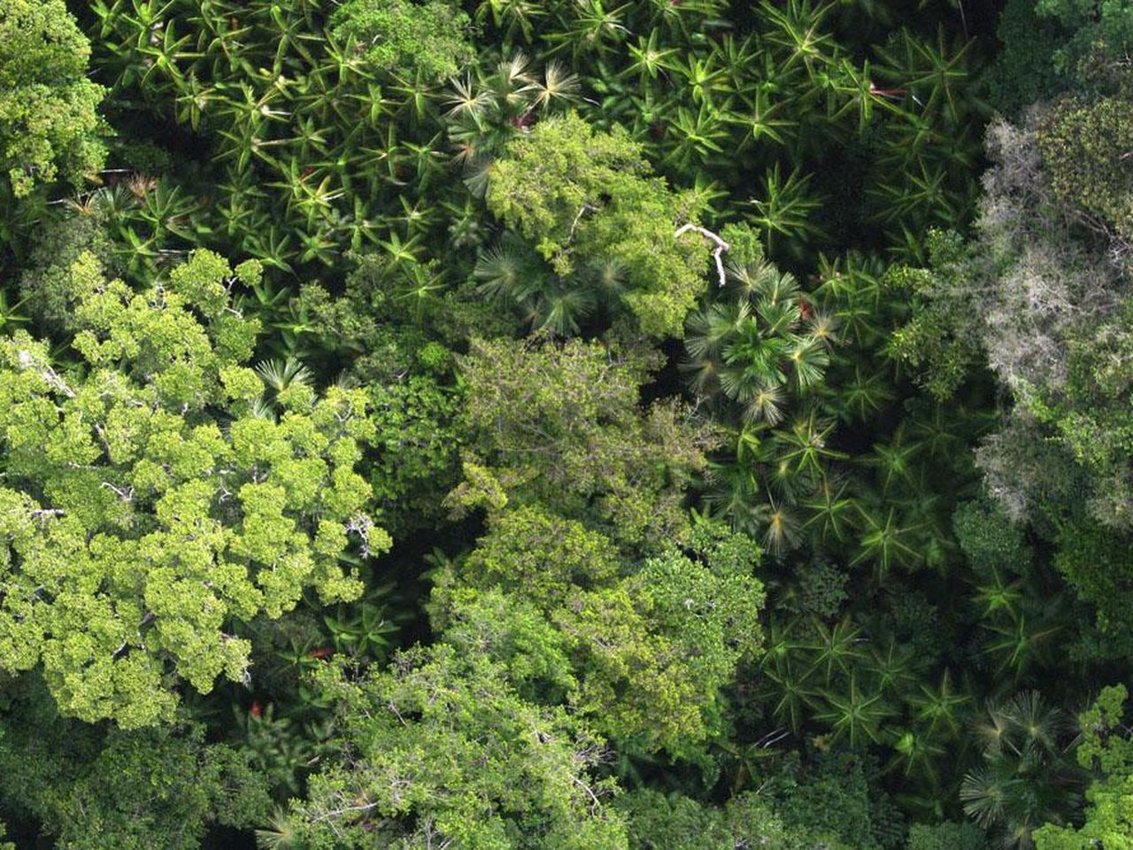Is The Amazon Rainforest Safe For Humans - Infoupdate.org