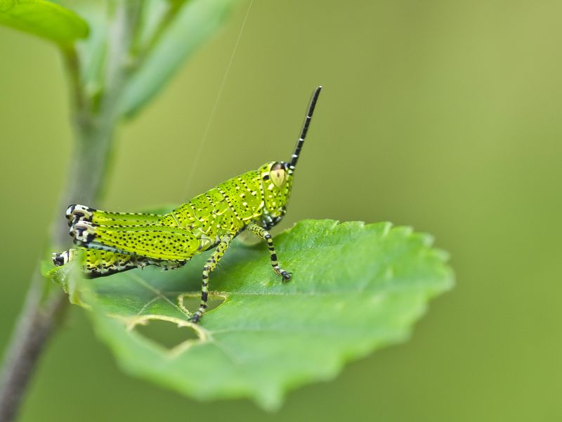 Green Alien | Smithsonian Photo Contest | Smithsonian Magazine