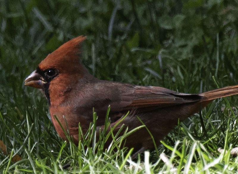 Maturing juvenile male cardinal | Smithsonian Photo Contest ...