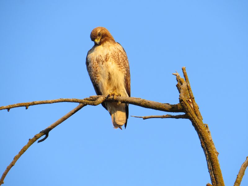Hawk in tree | Smithsonian Photo Contest | Smithsonian Magazine