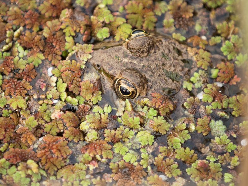 Camouflage Frog | Smithsonian Photo Contest | Smithsonian Magazine