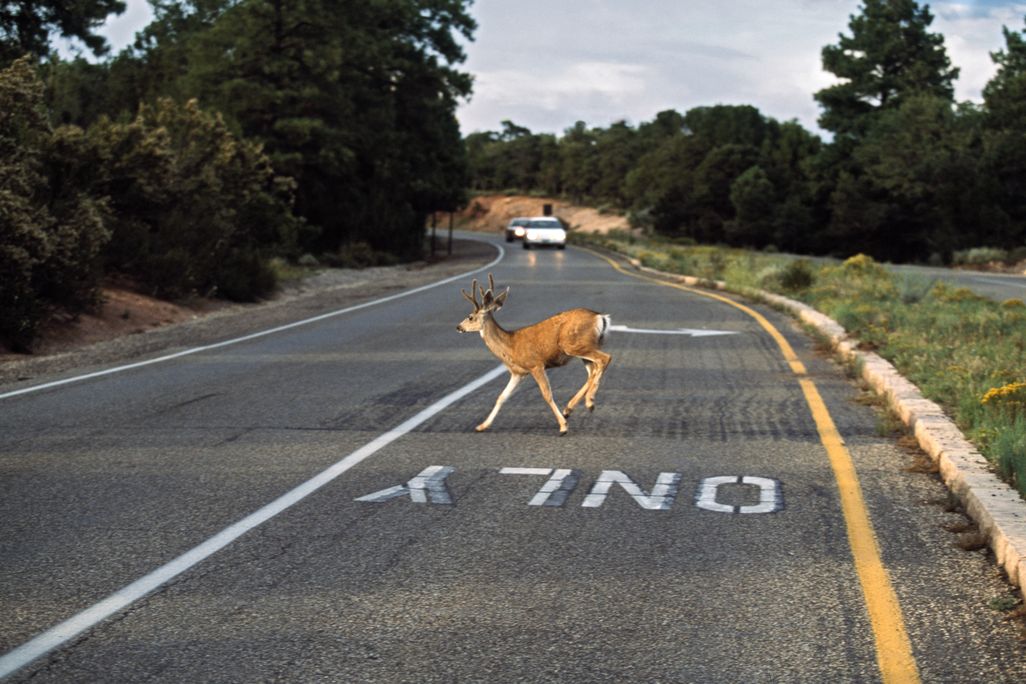 roadkill deer