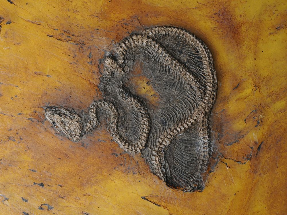 Oldest-Ever Python Fossil Found in Europe