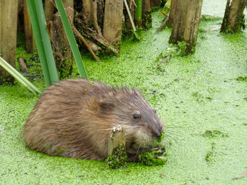 muskrat | Smithsonian Photo Contest | Smithsonian Magazine