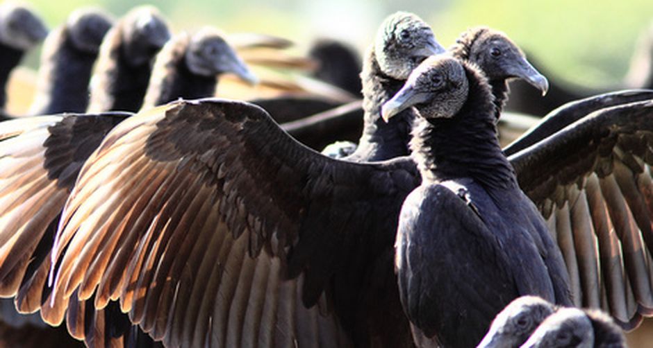 Do Feathers Reveal Neanderthal Brainpower?