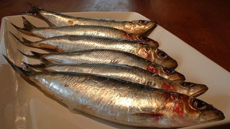 Indian Herring Fish