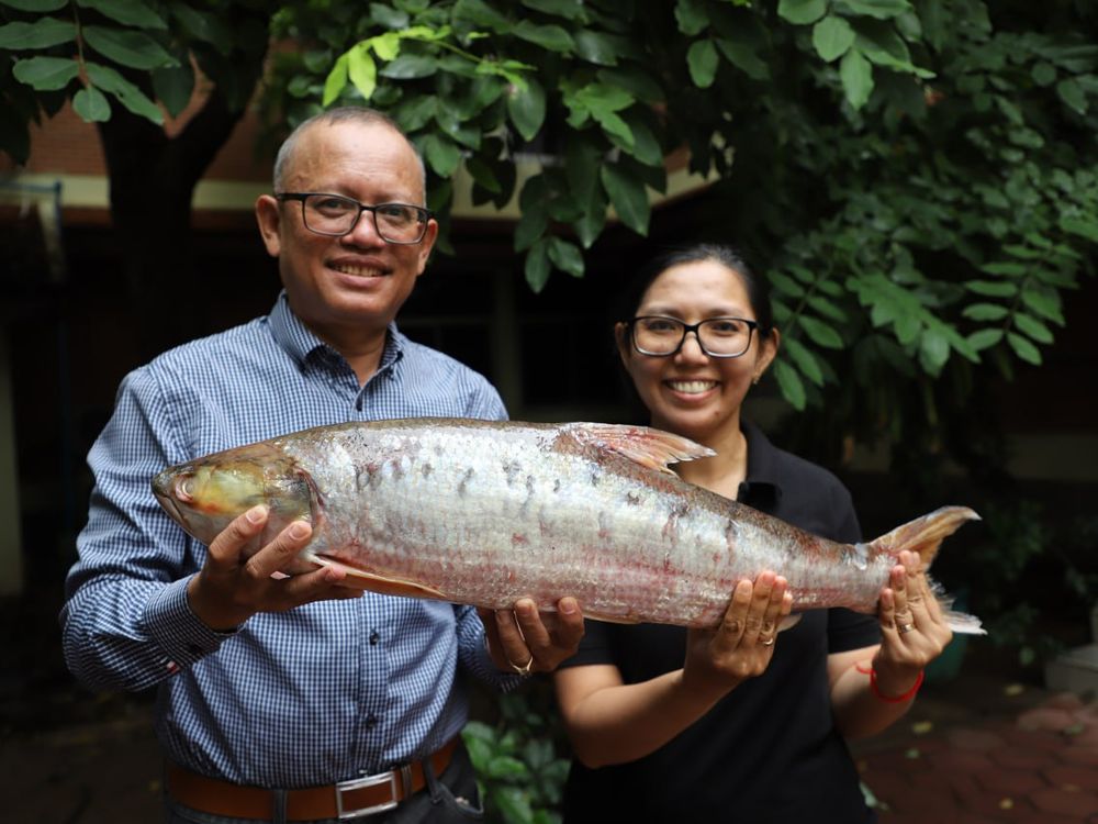 Ghost Carp Feared Extinct, The "Mekong Ghost" Fish Reappears