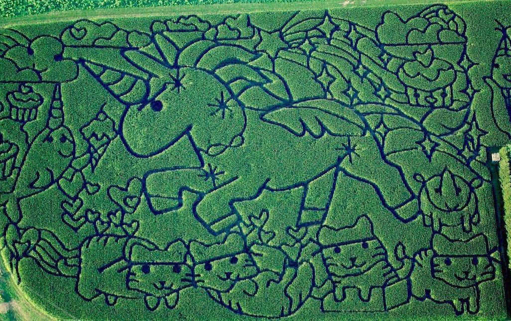 cool corn maze