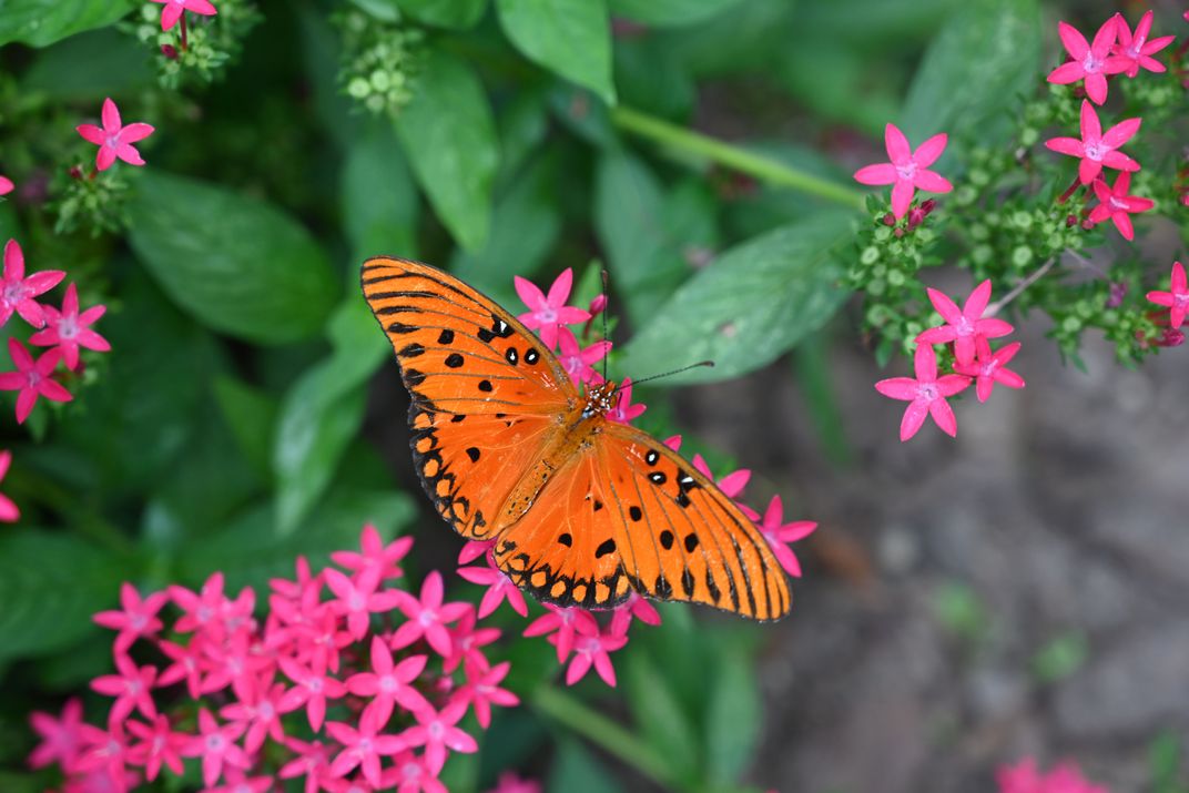Gulf Fritillary Butterfly on Small Pink Flowers | Smithsonian Photo ...