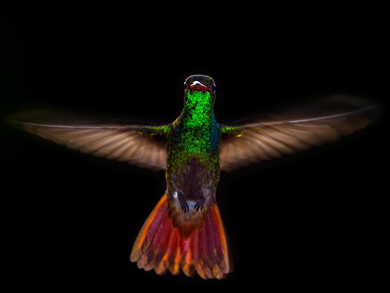 Hummingbird Neon | Smithsonian Photo Contest | Smithsonian Magazine