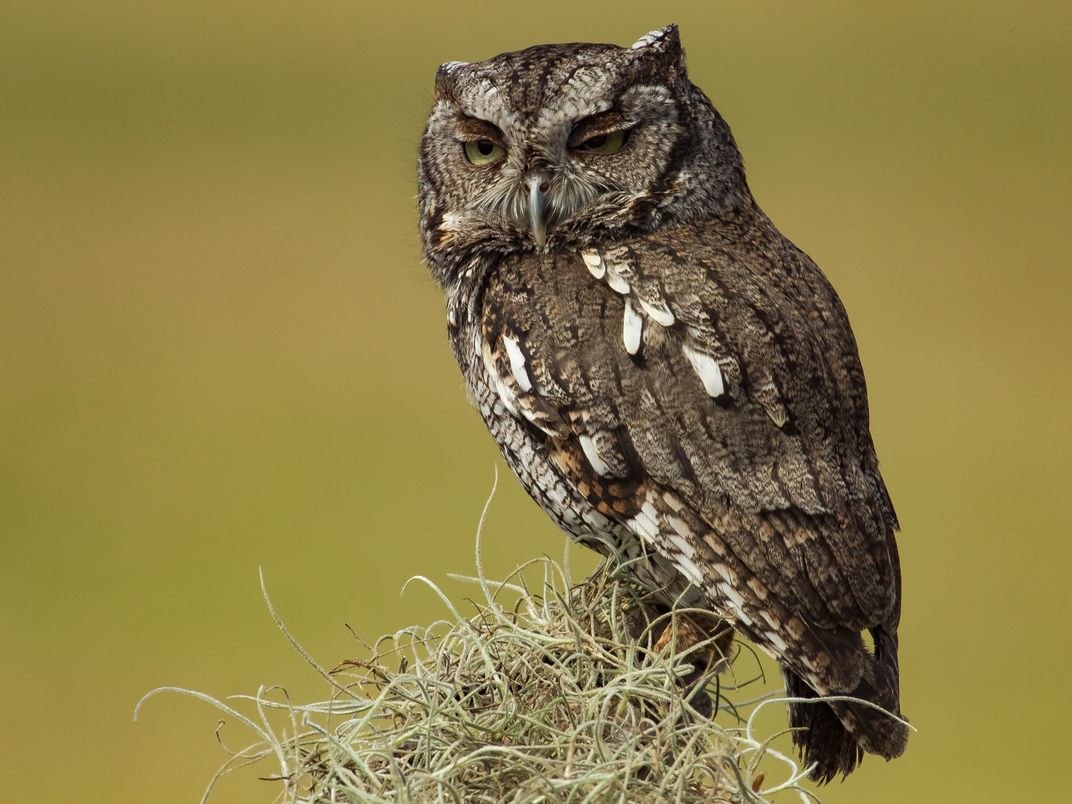Portrait of an Eastern Screech Owl | Smithsonian Photo Contest ...