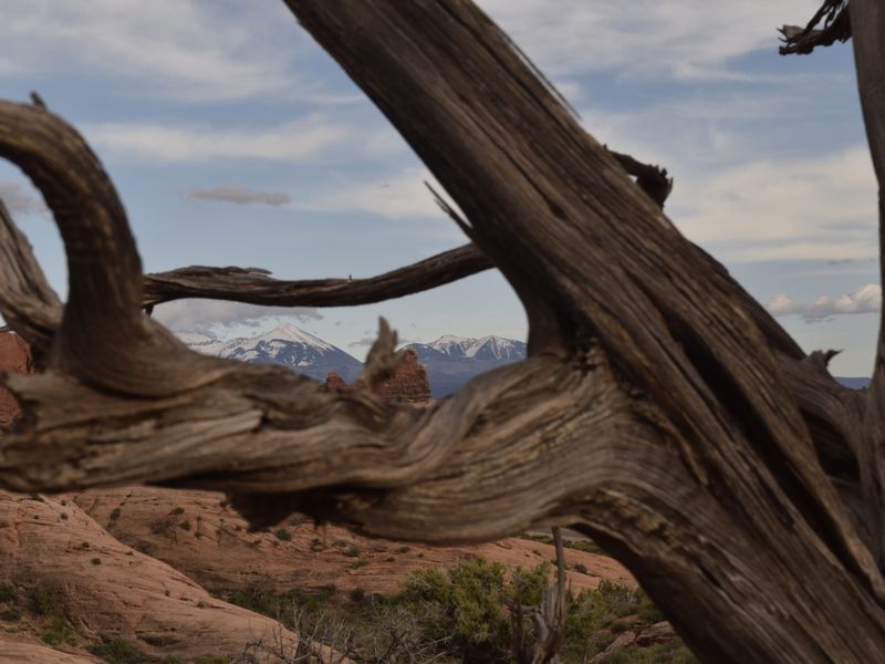 Mountains Beyond the Tree | Smithsonian Photo Contest | Smithsonian ...