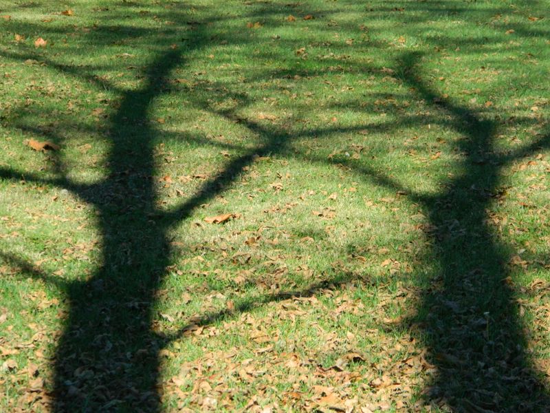 Two trees and their shadows. | Smithsonian Photo Contest | Smithsonian ...