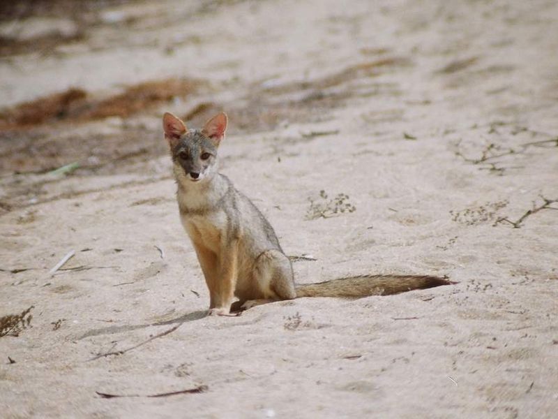 A beautiful fox from the Peruvian desert. Endanger by human pressure ...