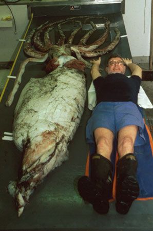 Humboldt Squid Bite Force