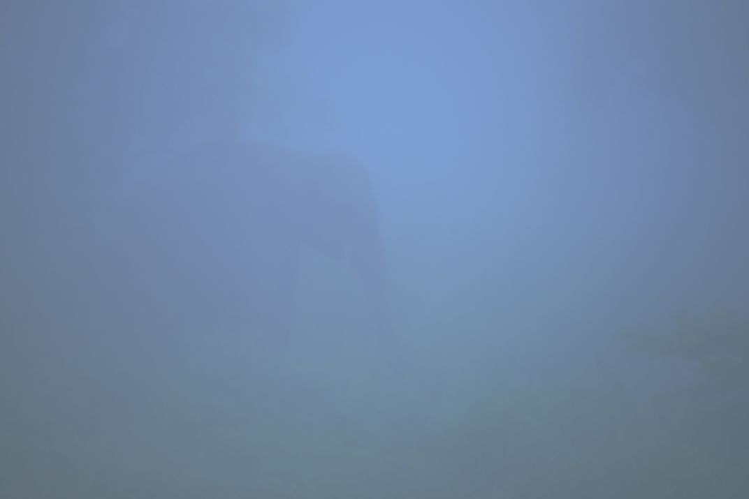 Someone is hiding in the mist | Smithsonian Photo Contest | Smithsonian ...