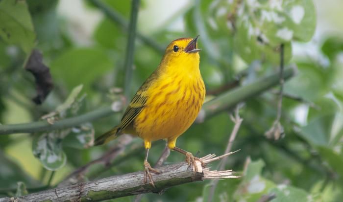 Traffic Noise May Be Making These Bright Yellow Birds More Aggressive in the Galápagos Islands ...