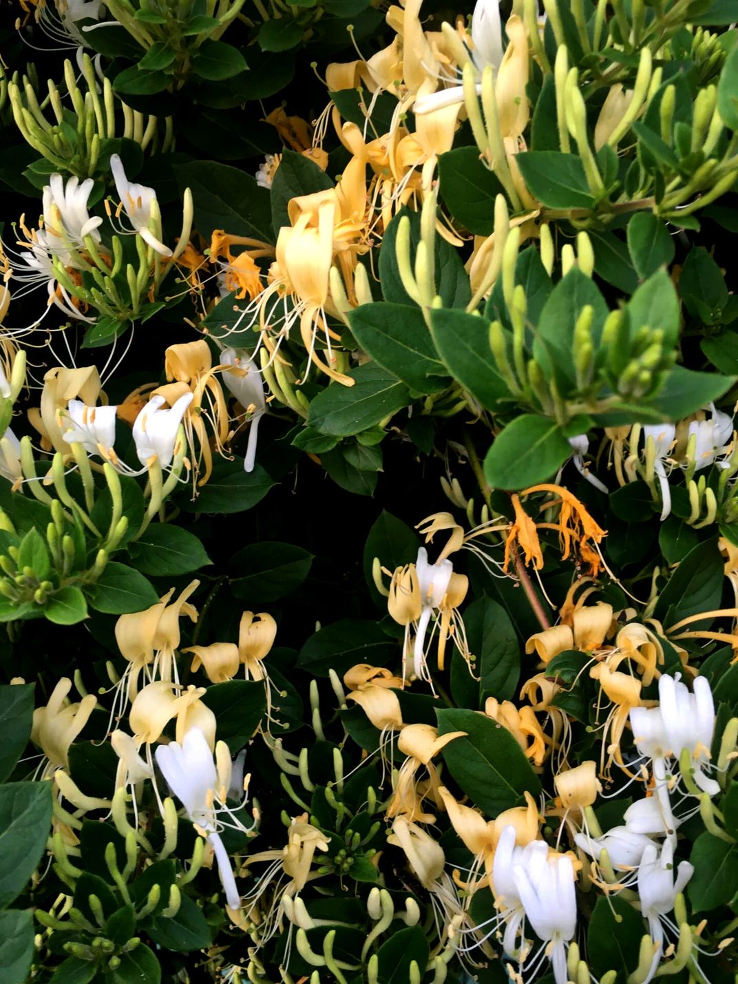 Honeysuckle caprifol in all its colors | Smithsonian Photo Contest ...