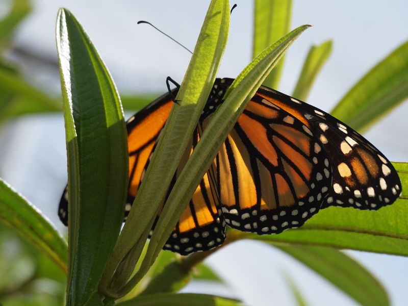 Resting Monarch | Smithsonian Photo Contest | Smithsonian Magazine