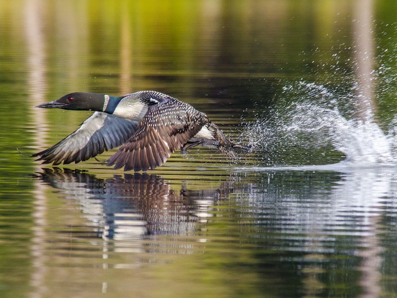 Loon Running On Water Preparing For Take Off. | Smithsonian Photo ...