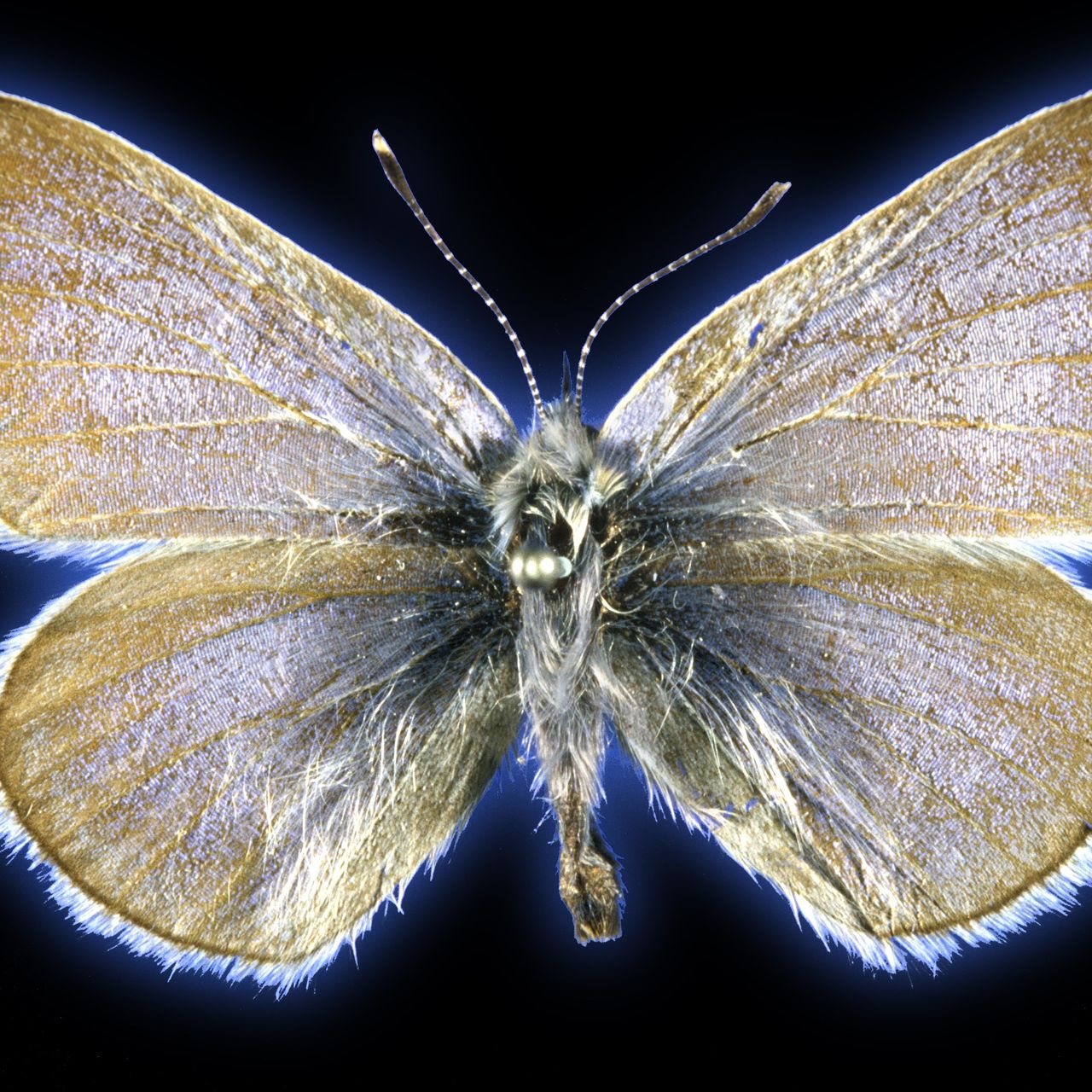 insects that are extinct