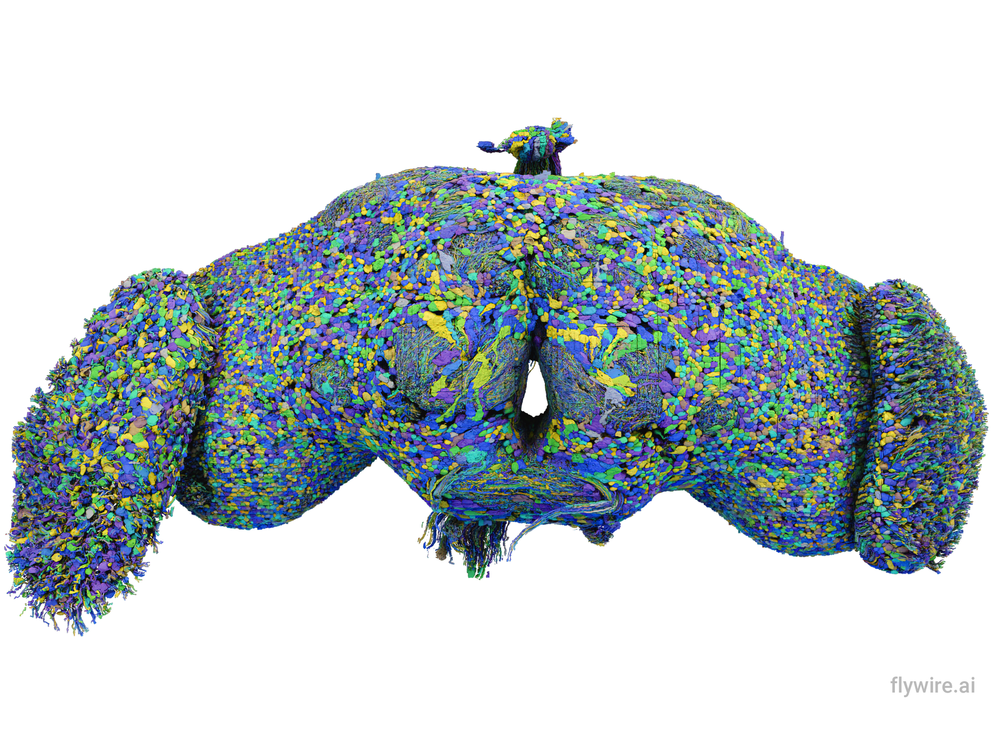 Scientists Unveil the First-Ever Complete Map of an Adult Fruit Fly's ...