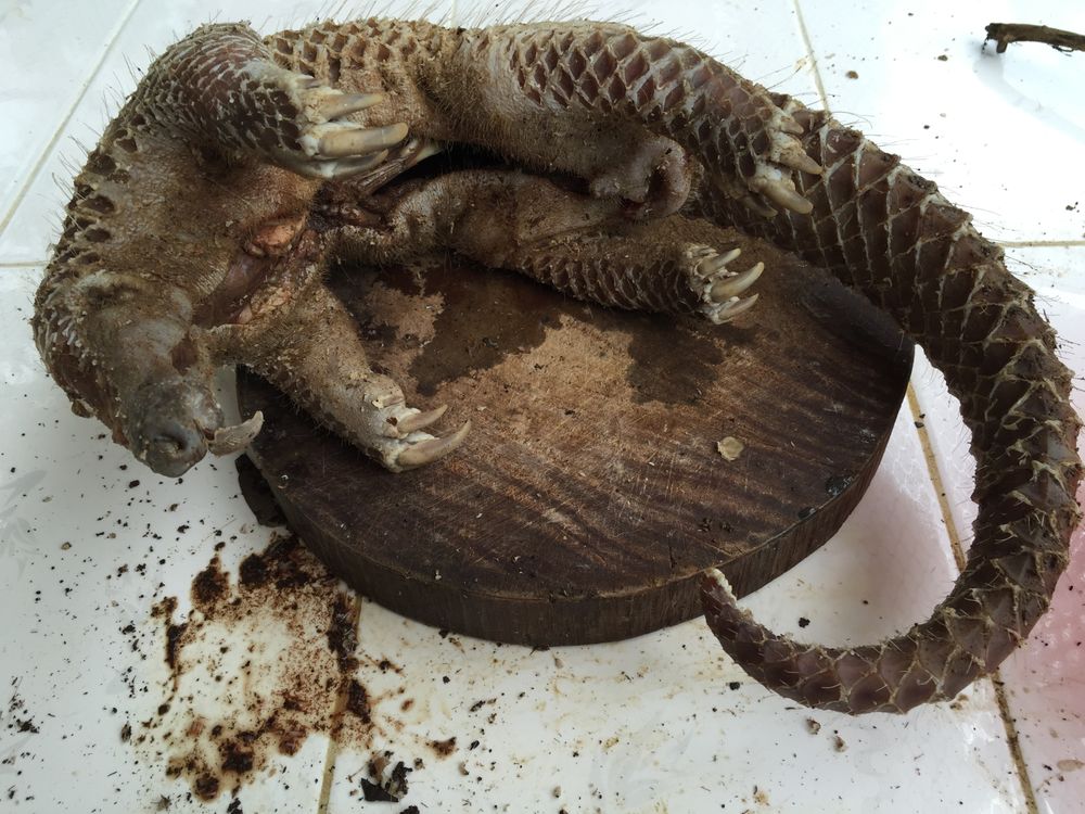 pangolin scales functionally nyt