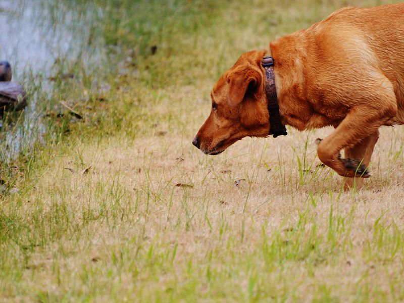 A dog retrieving ducks. | Smithsonian Photo Contest | Smithsonian Magazine