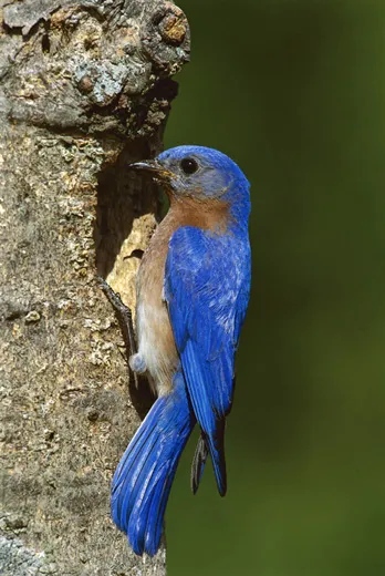 Blue Colored Birds