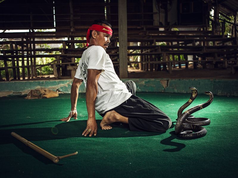 Cobra fight | Smithsonian Photo Contest | Smithsonian Magazine
