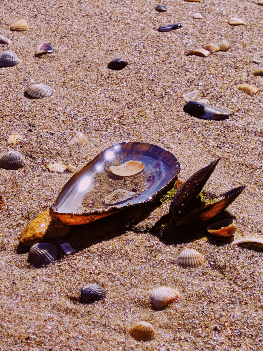 Pearl's secret | Smithsonian Photo Contest | Smithsonian Magazine