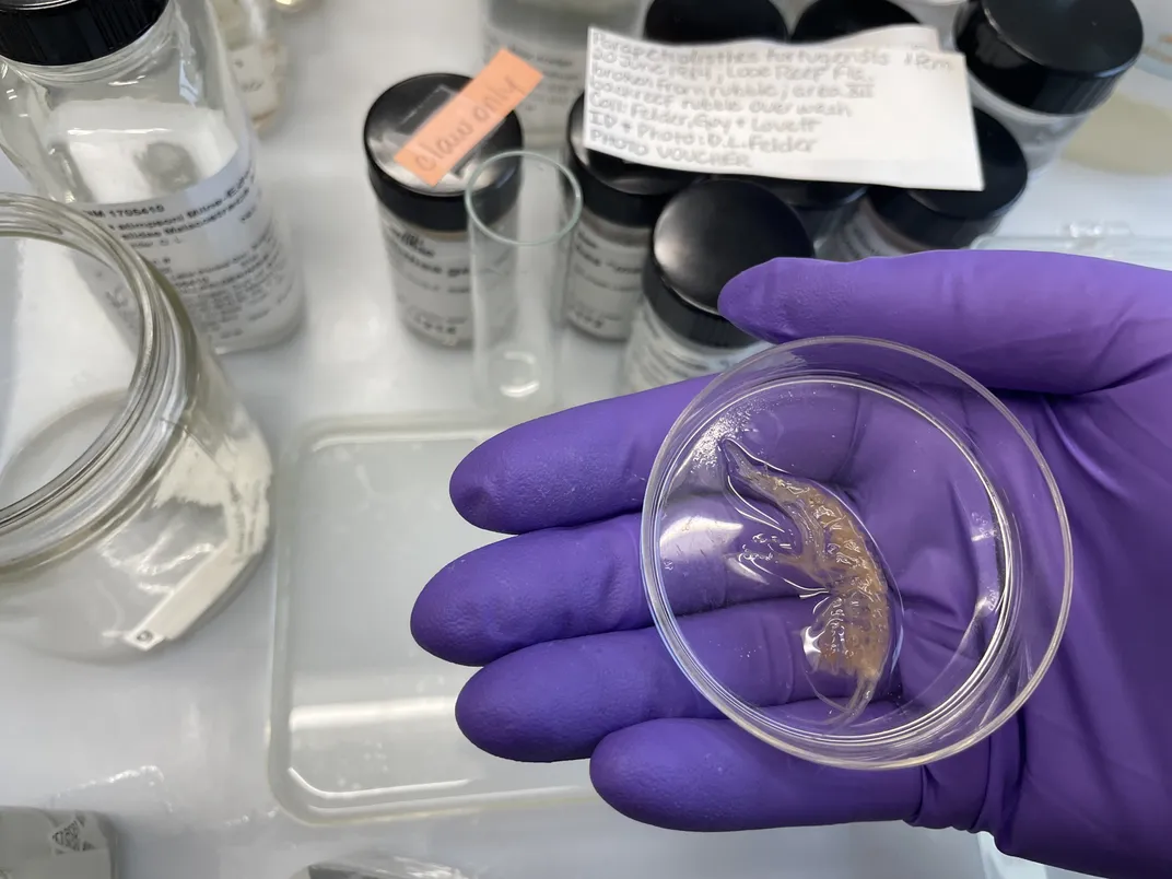 This Volunteer Week, Get to Know the Smithsonian Volunteer Who ...